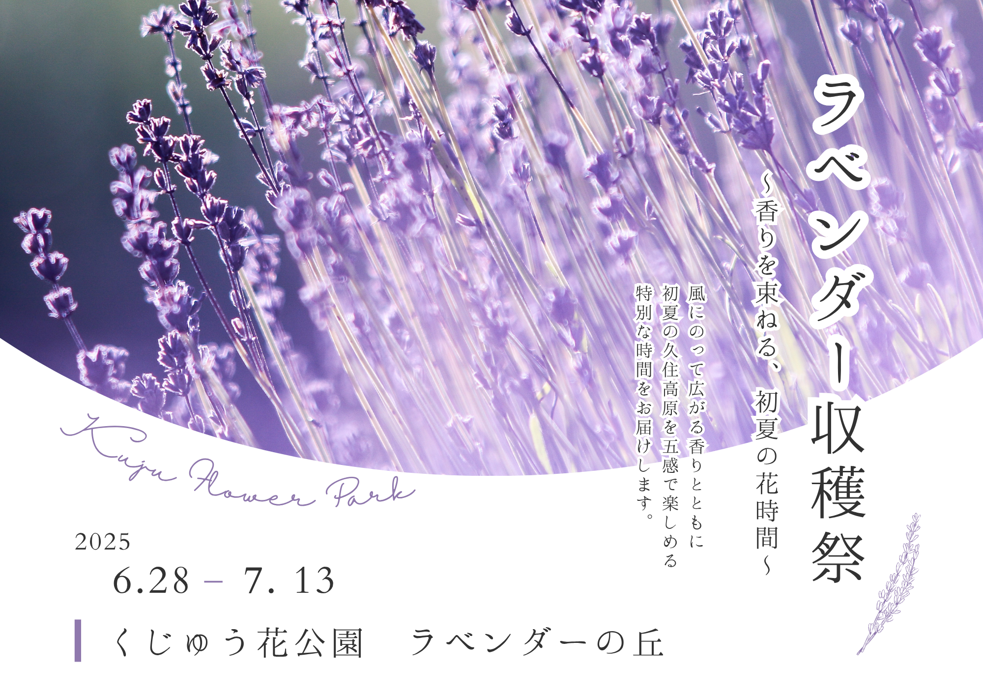 iwafu - Kuju Flower Park Lavender Harvest Festival ~Bundling Fragrance ...