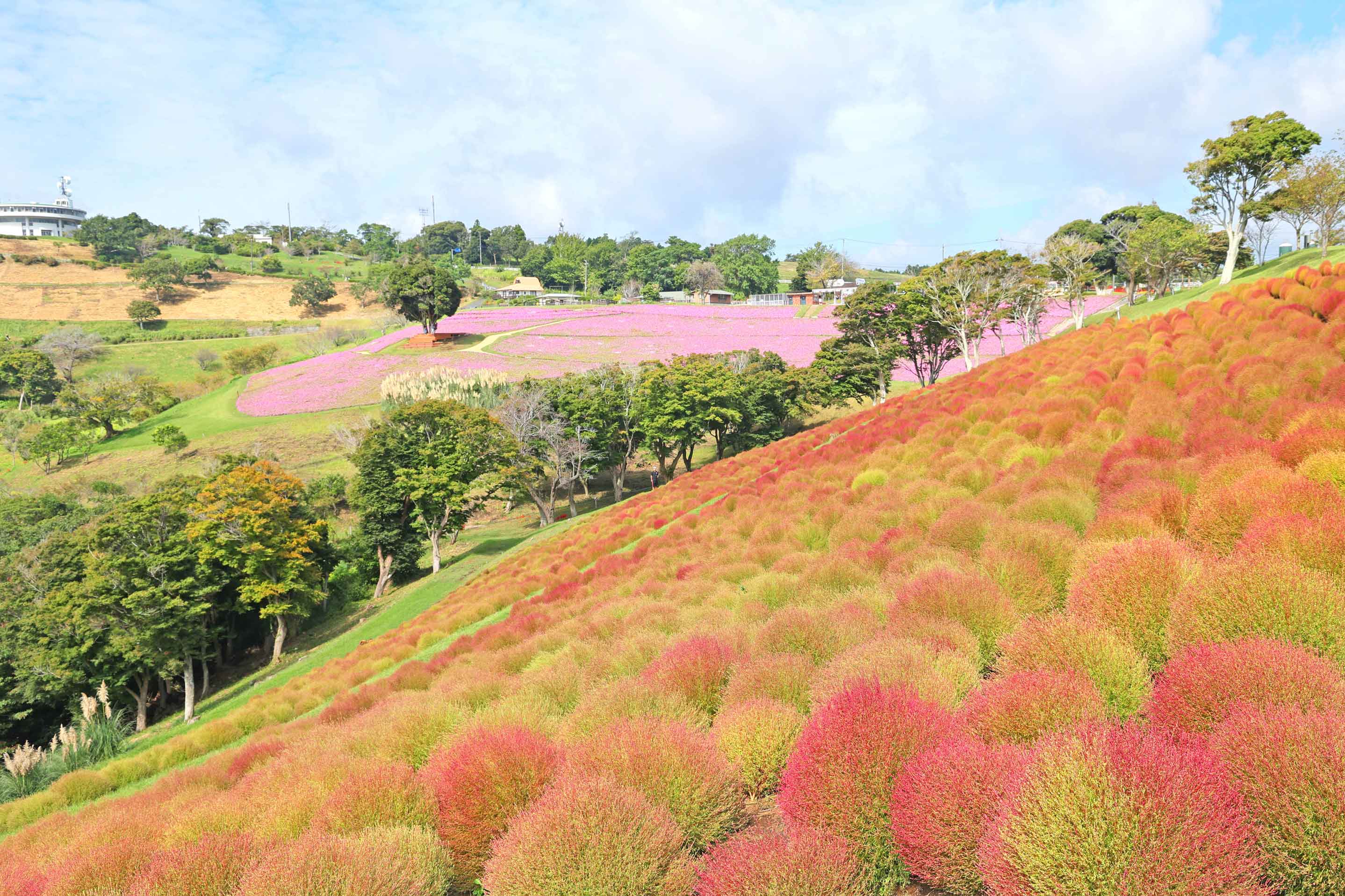 iwafu - Mother Farm Kochia Autumn Foliage｜Kanto Chiba｜Japan's Limited ...